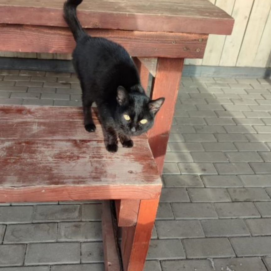 Котёнок в добрые руки