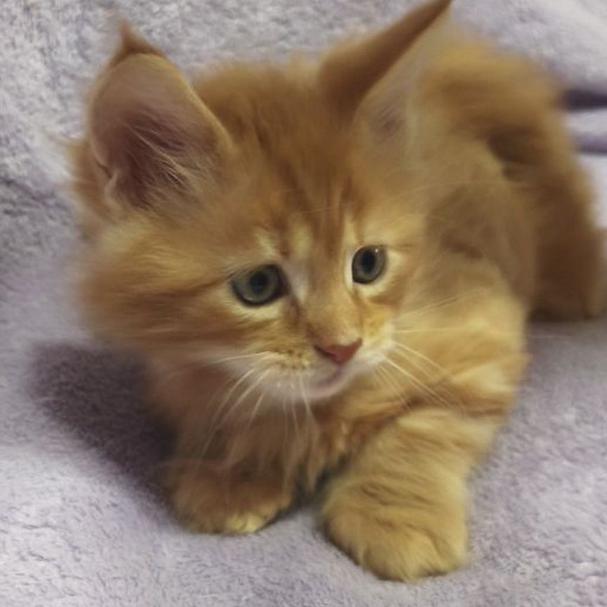 Мейн-кун котёнок