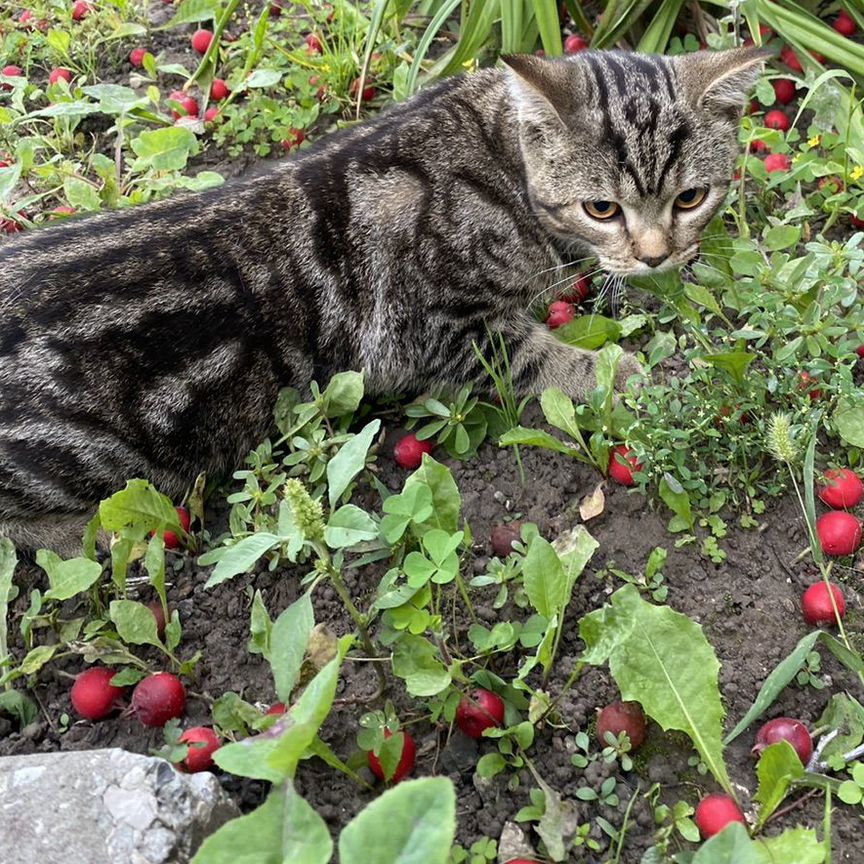 Кот срочно ищет дом