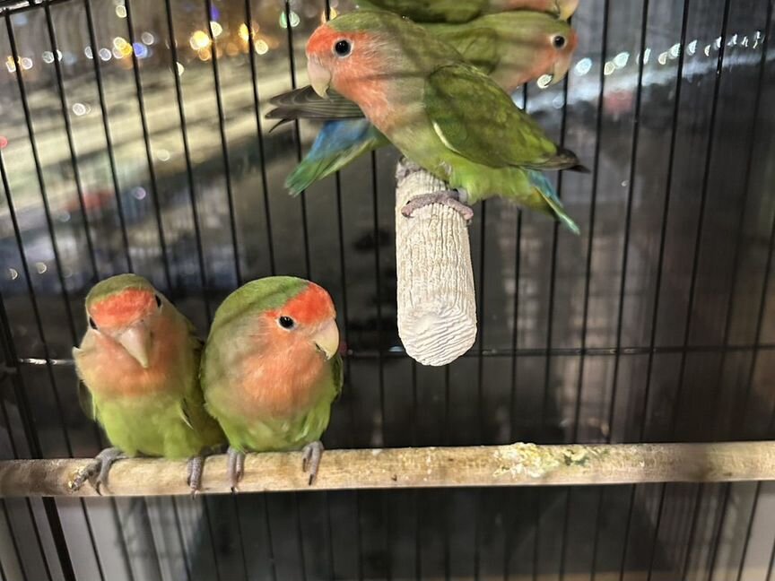 Попугай неразлучники