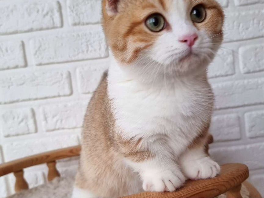 Короткие лапки