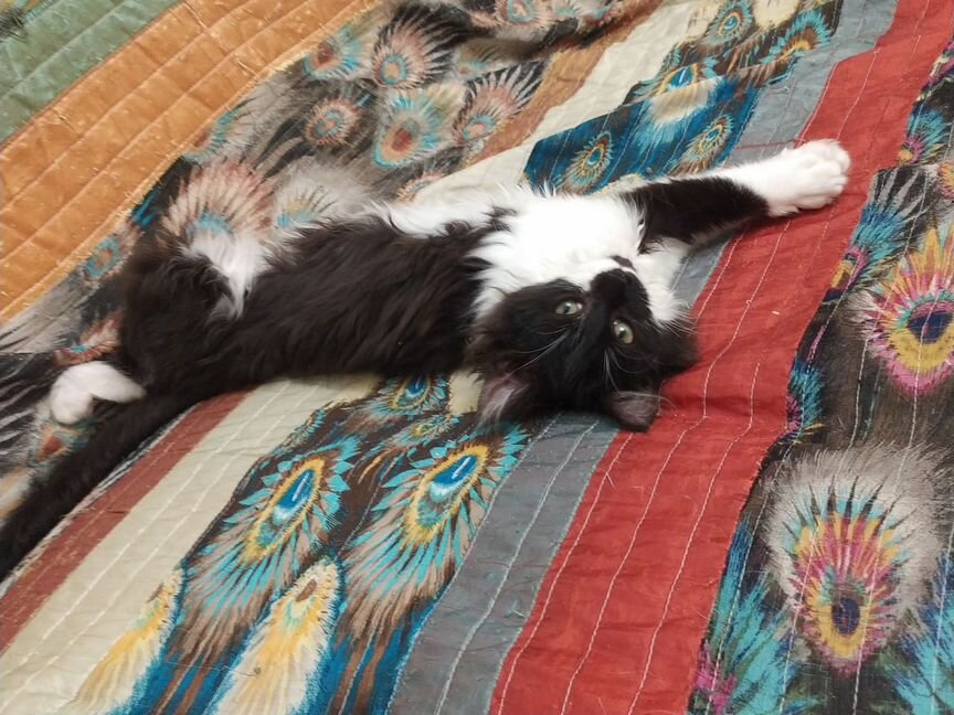 Котёнок чёрный с белым, пушистый