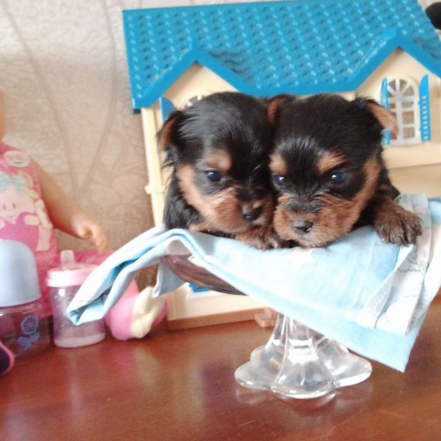 Йоркширский терьер, щенок