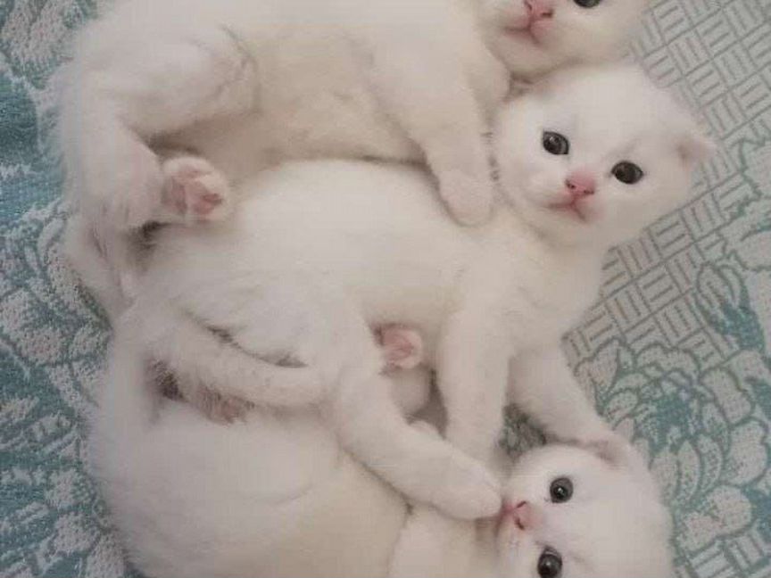 Котята