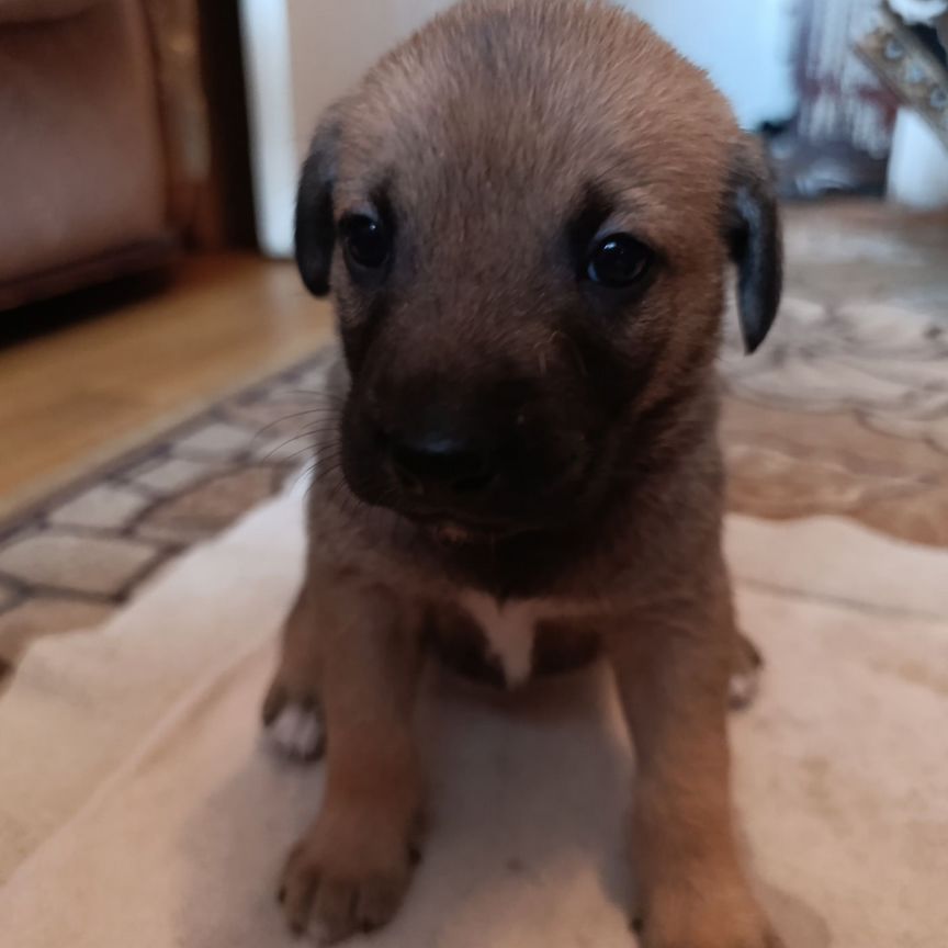 Щенок в добрые руки