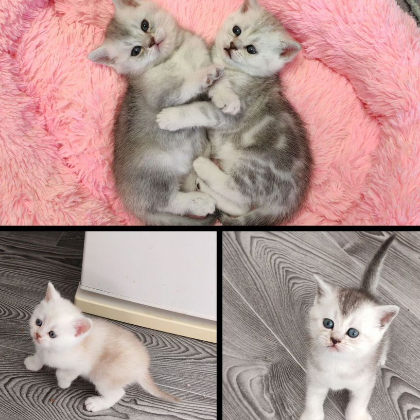 Шотландский прямоухий короткошёрстный котёнок