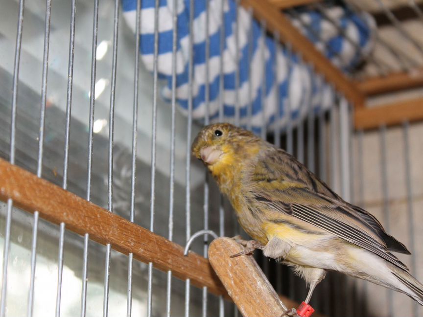 Кенар. Зеленый. 6 месяцев