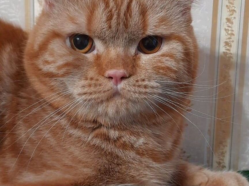 Молодой котик