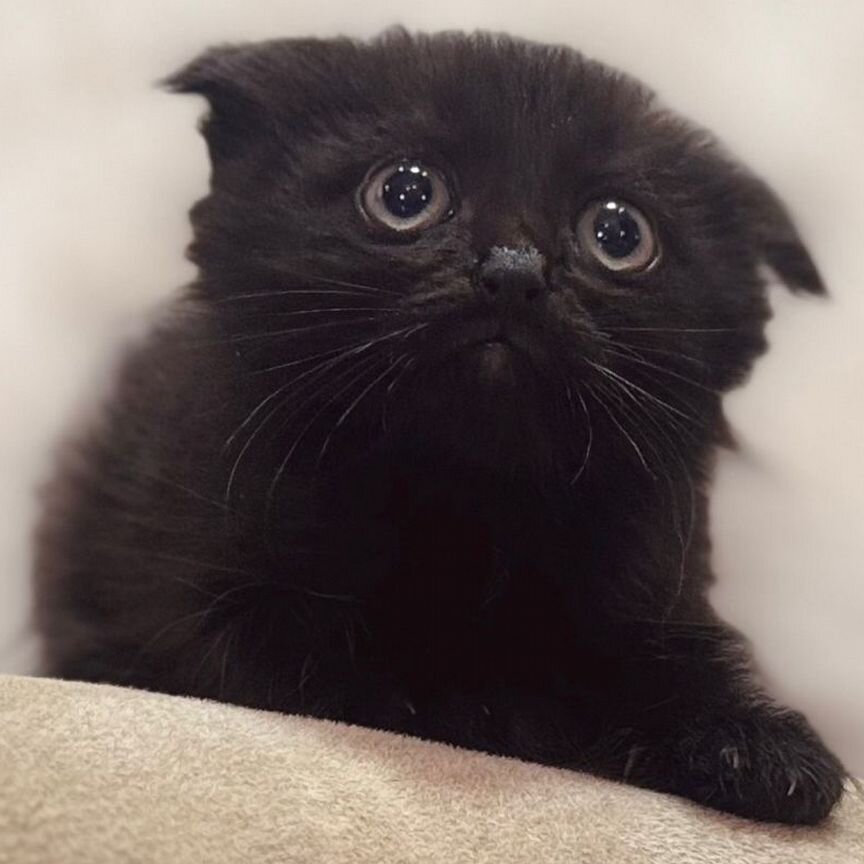 Шотландский вислоухий длинношёрстный котёнок
