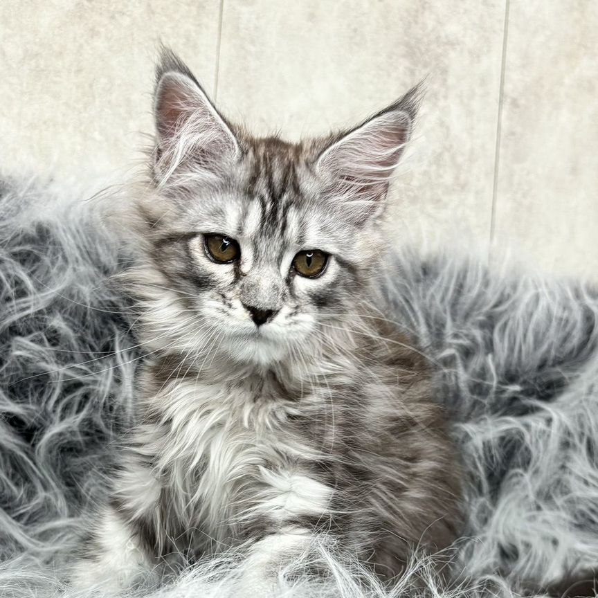 Котята мейн-кун