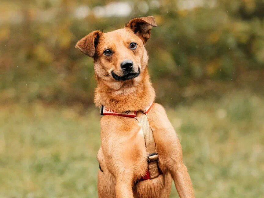 Небольшая собака в добрые руки