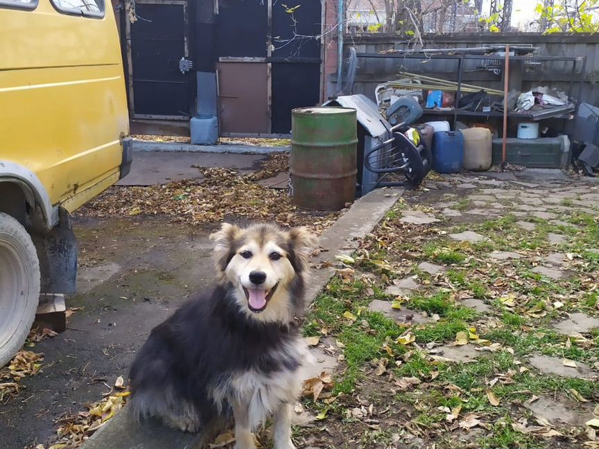 Собака в добрые руки даром