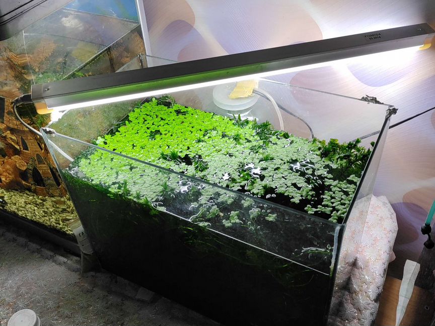 Растения для аквариума. Пистия