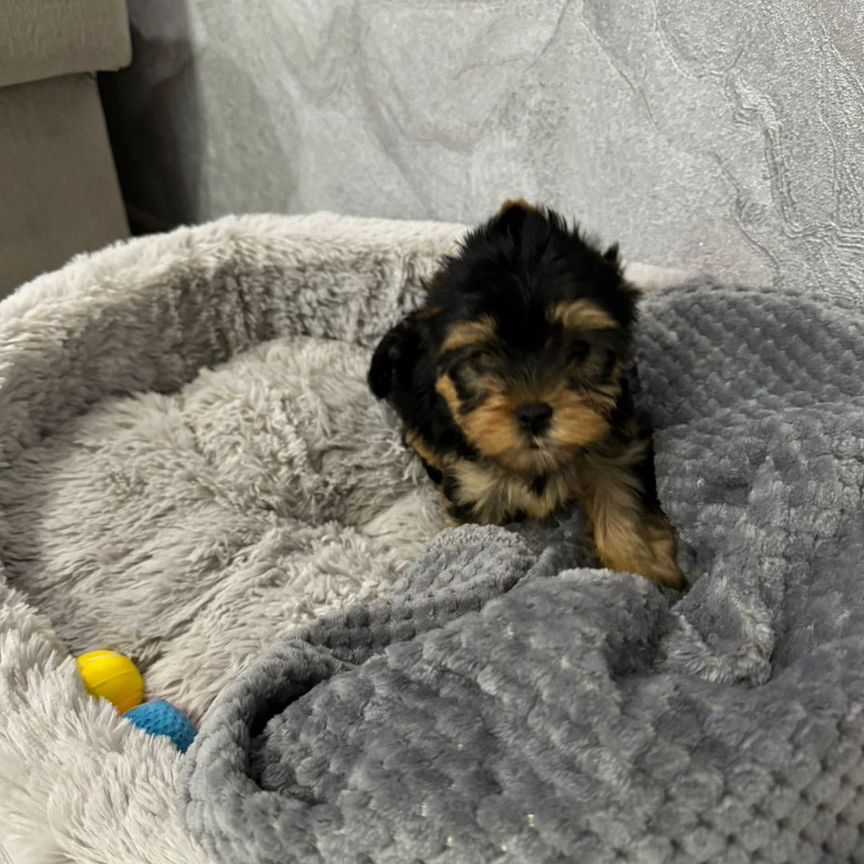 Йоркширский терьер мини беби фейс