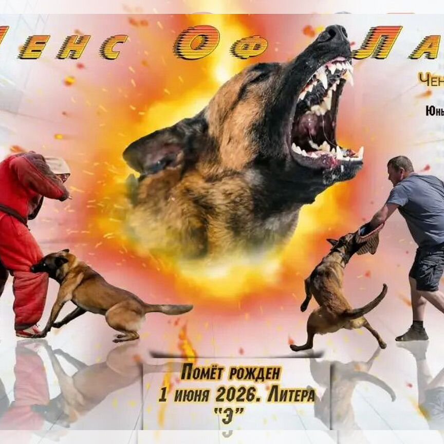 Бельгийская овчарка, щенок