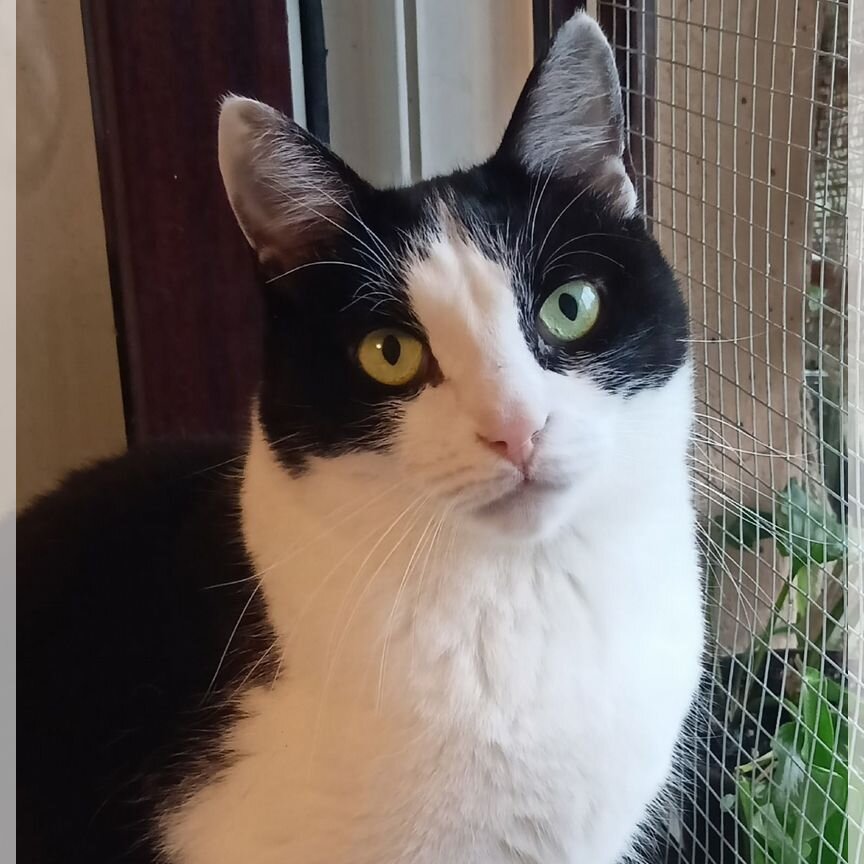 Взрослая, кошка в добрые руки