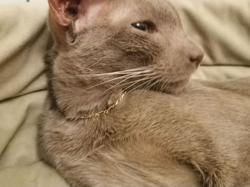 Ориентальный кот