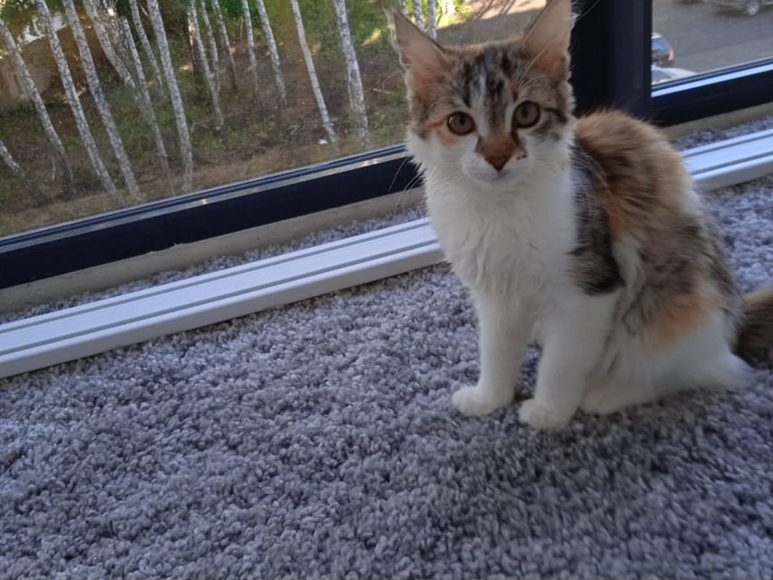 Котята в добрые руки даром бесплатно