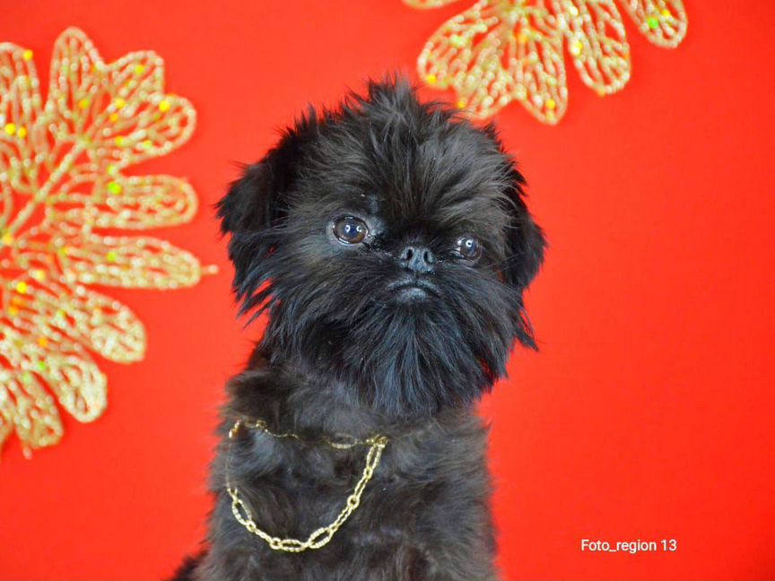 Бельгийский гриффон