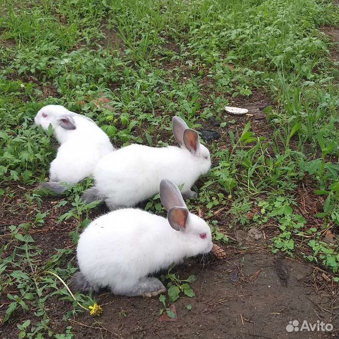 Калифорнийские кролики