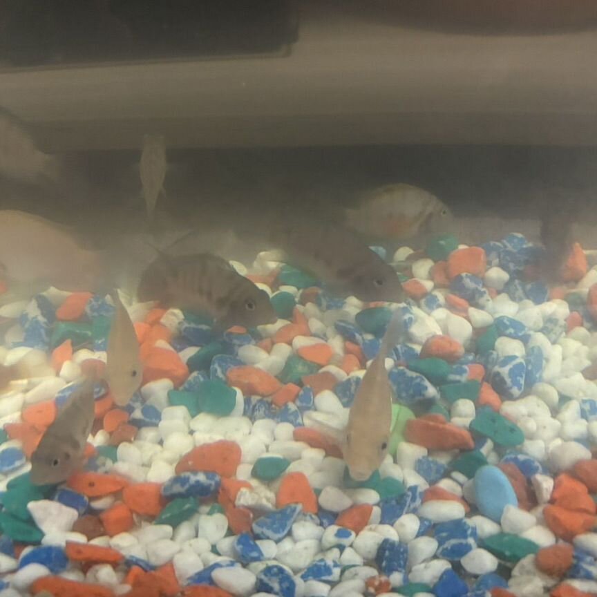 Аквариум с рыбками