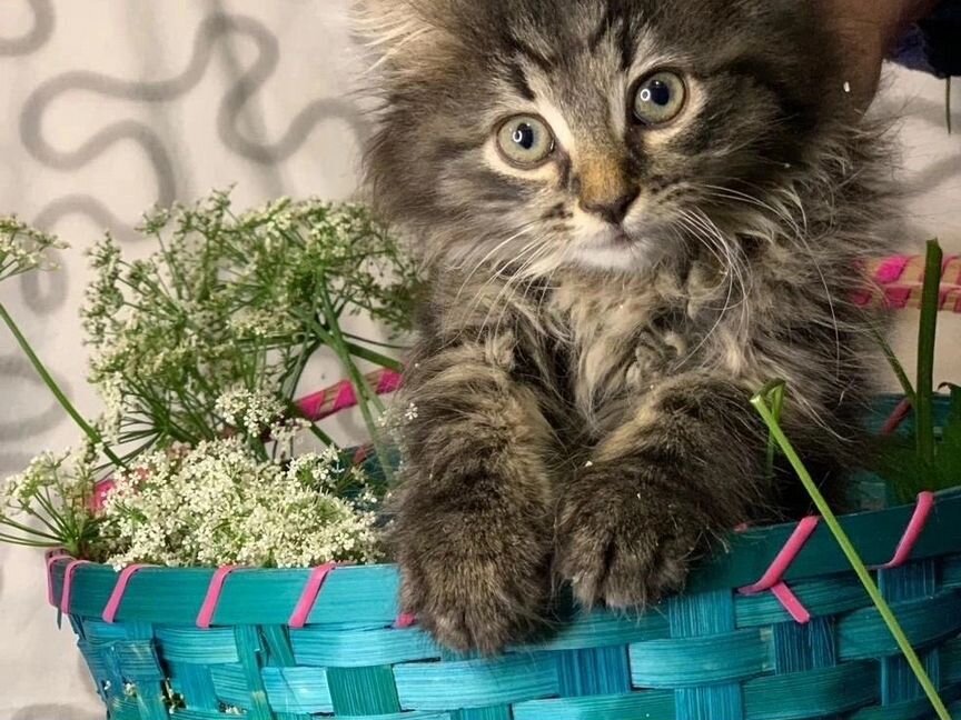 Пушистый котенок девочка 2 месяца