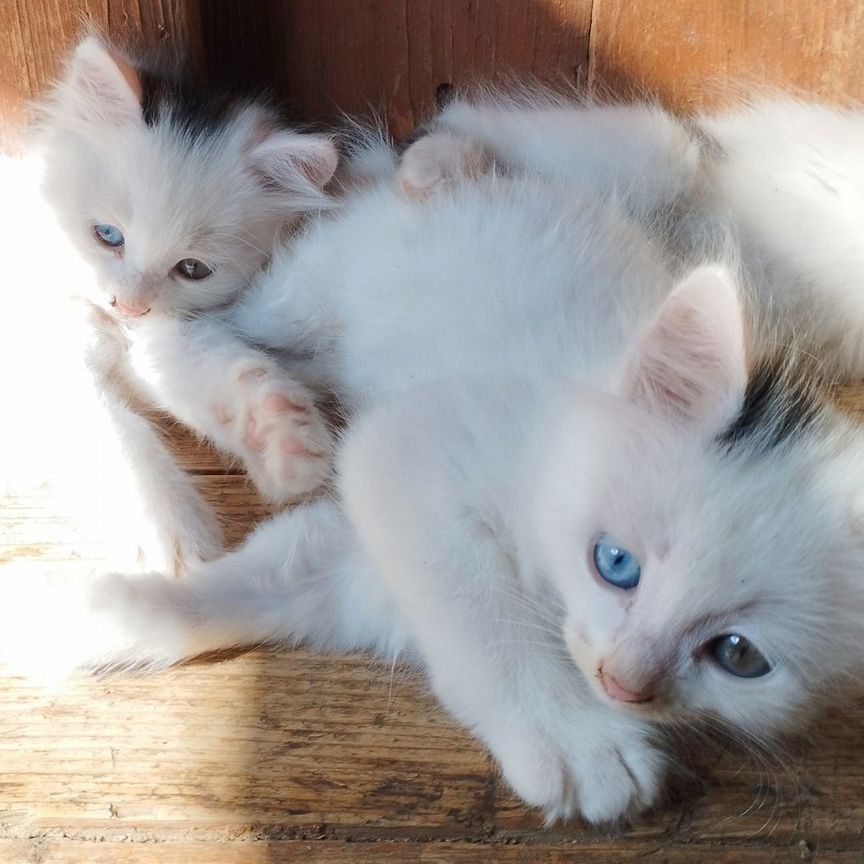 Отдам котят
