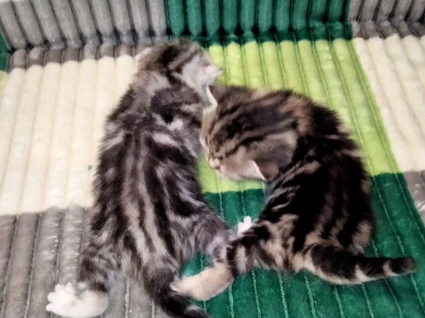 Шотландские котята под ёлочку