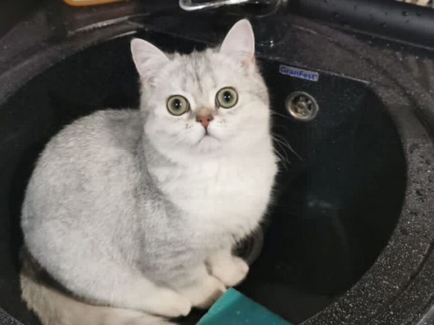 Кошечка в добрые заботливые руки