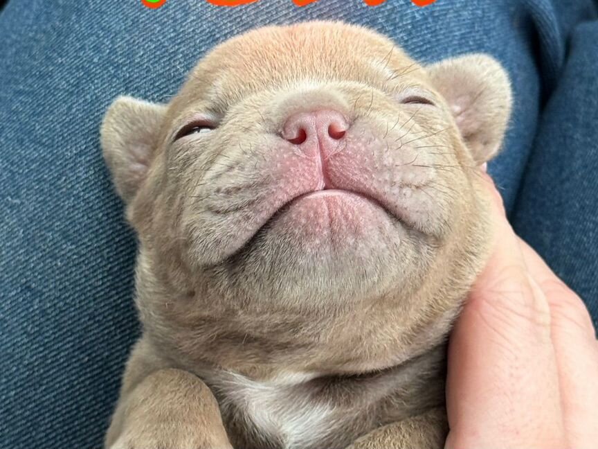 Американский булли микро экзот мальчик