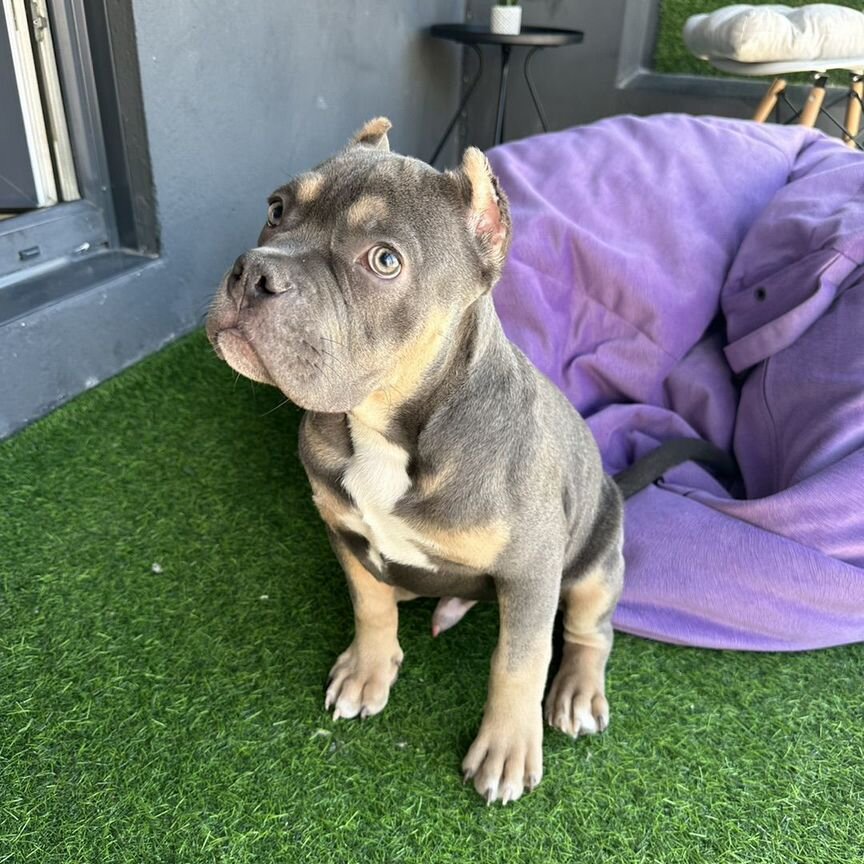 Американский буль 3месяца документы авкс