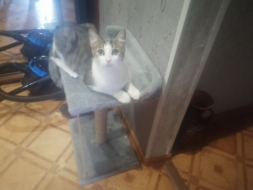 Кот в добрые руки