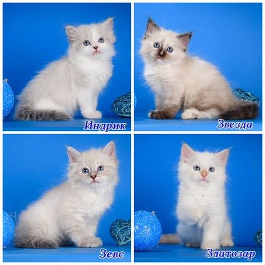 Невские маскарадные котята
