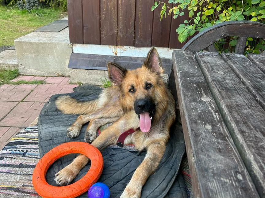 Немецкая овчарка в добрые руки