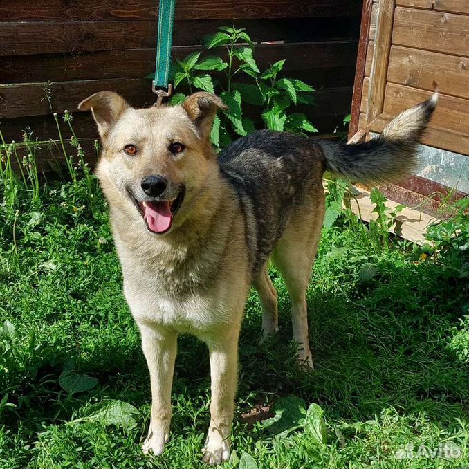 Овчаристый парень в добрые руки