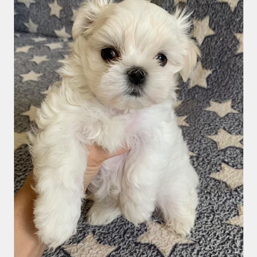 Щенки мальтийской болонки