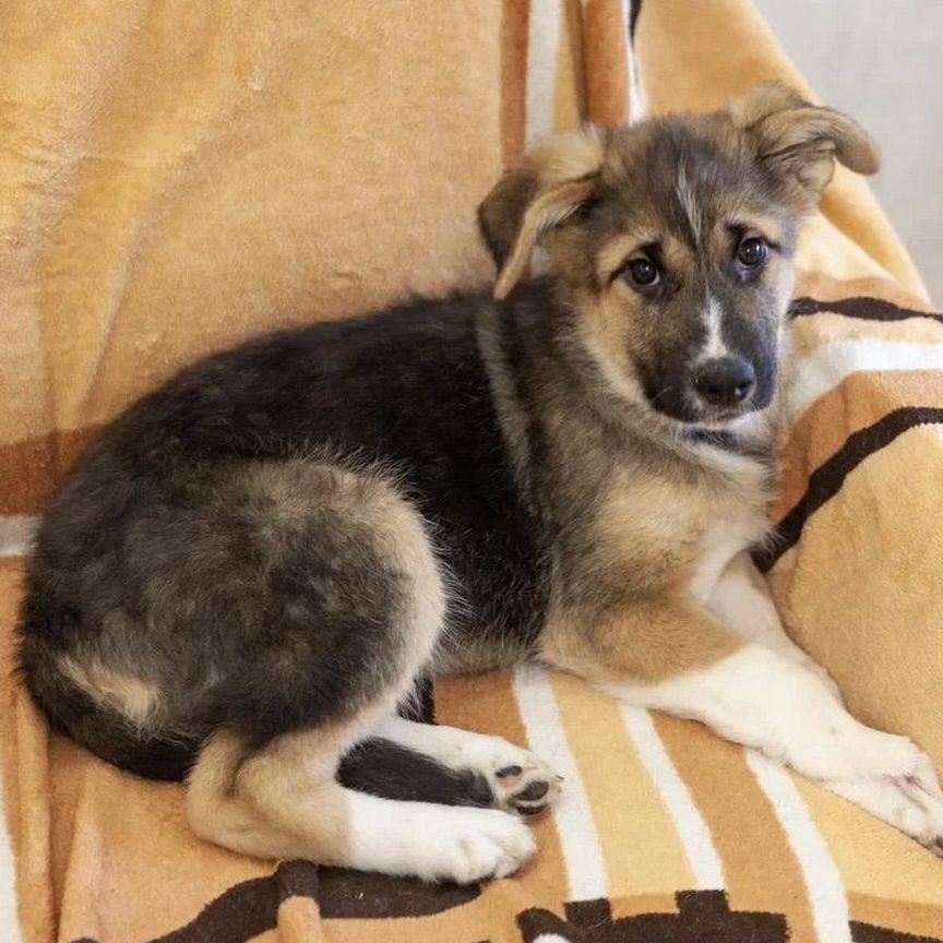 Щенок в добрые руки