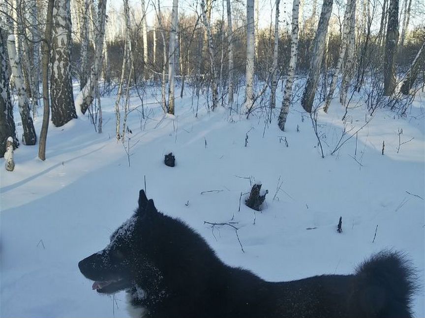 Русско европейская лайка
