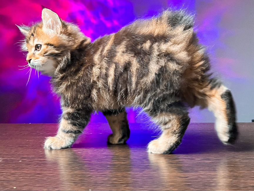 Котенок курильского бобтейла новогодний