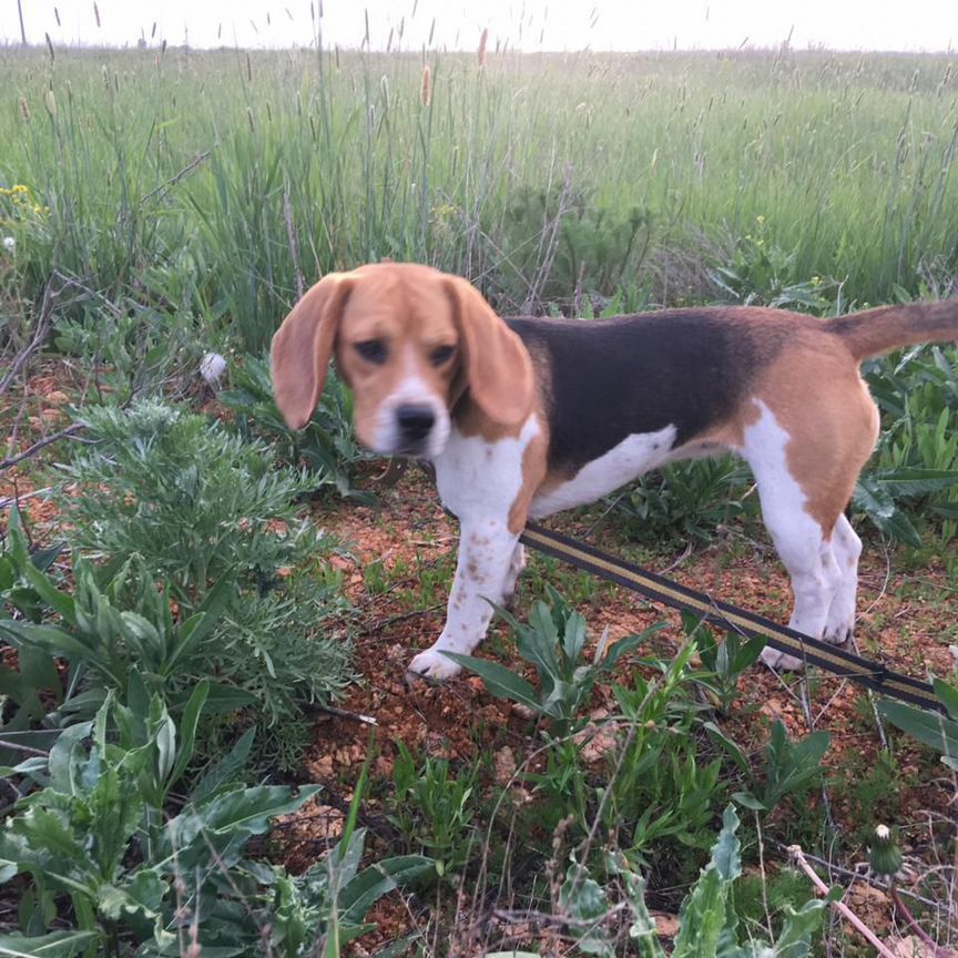 Собаки щенки Бигль