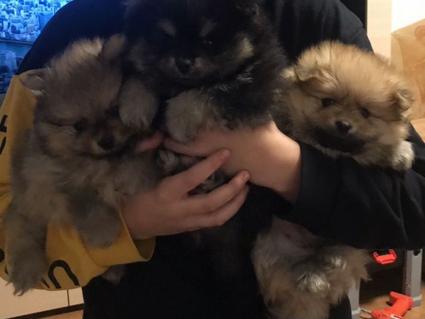 Шпиц померанский