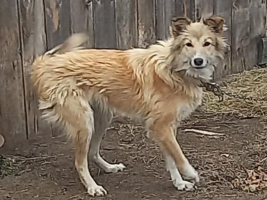 Буся и Пуша