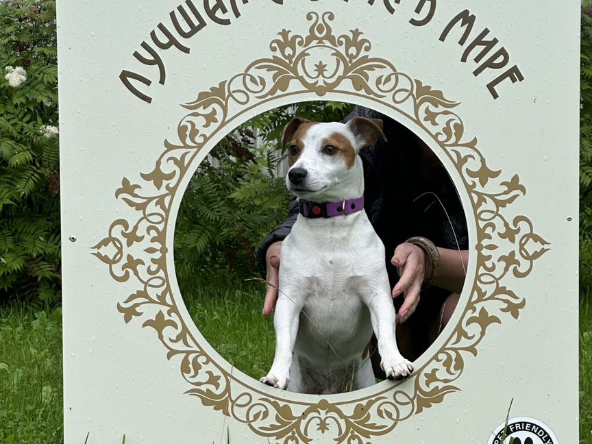 Вязка Джек Рассел