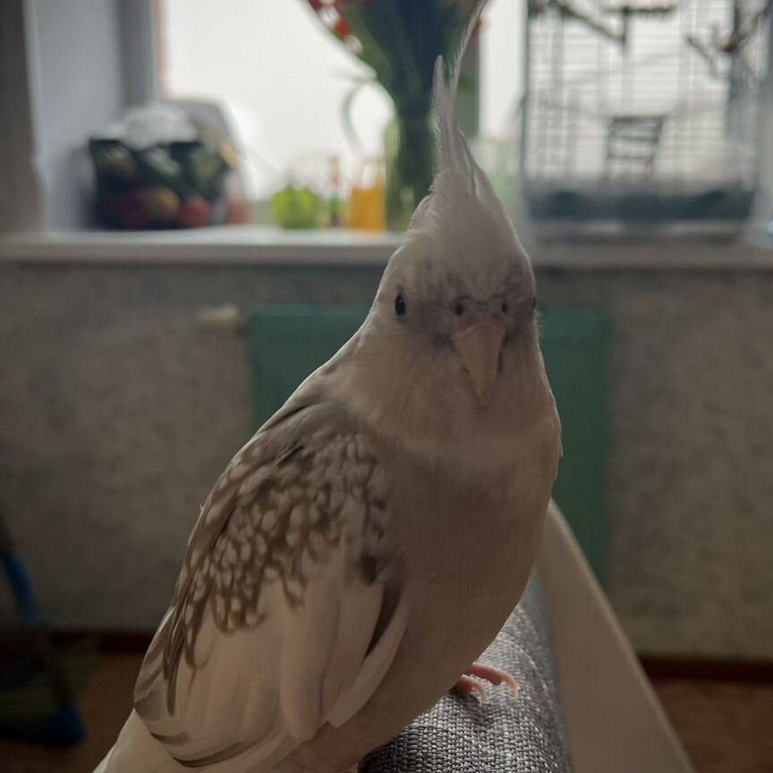 Попугай корелла