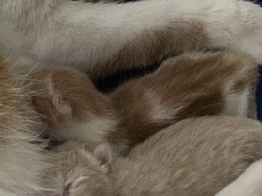 Котята в добрые руки