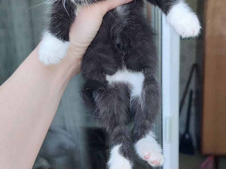 Котёнок Чарли Чаплин, девочка 1 месяц