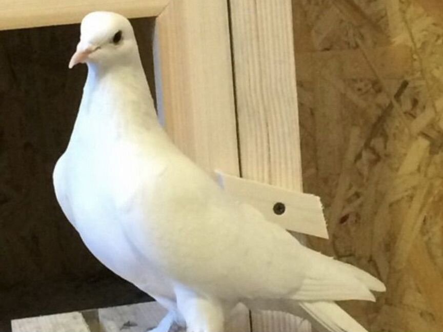 Продажа голубей