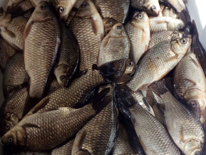 Свежая рыба