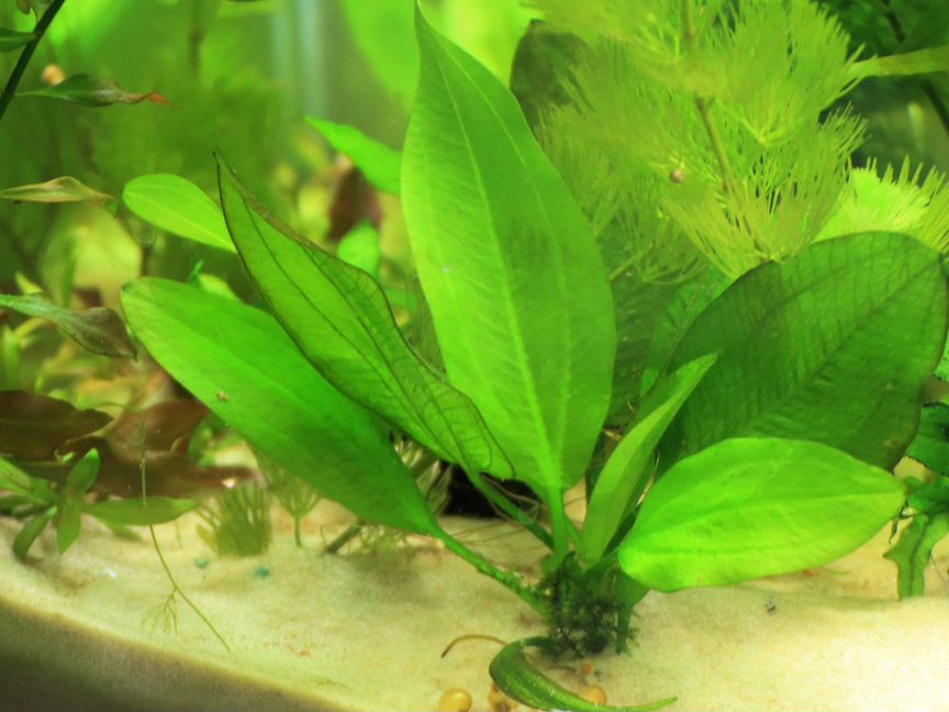 Аквариумные растения