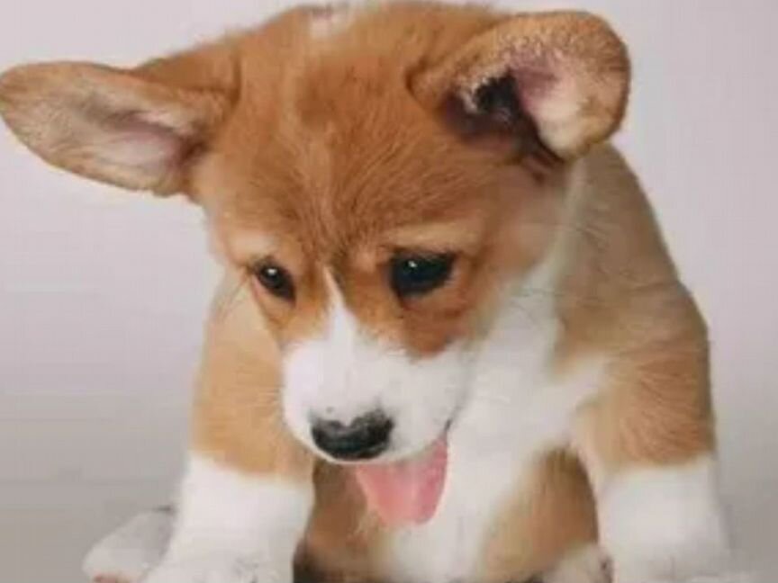 Вельш-корги пемброк